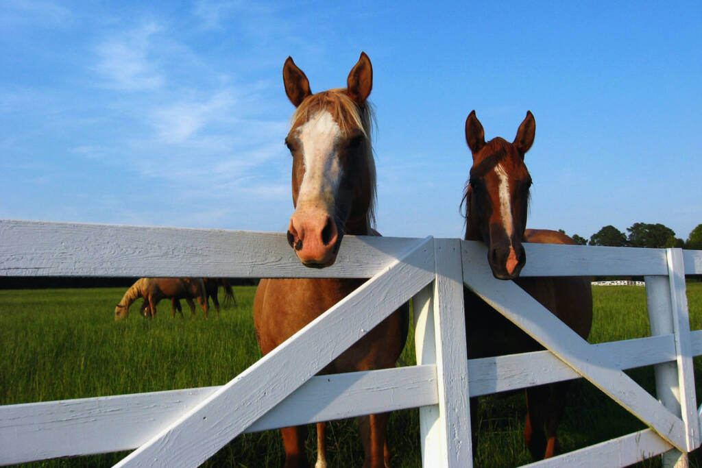Evacuating Large Animals & Livestock – Lake County Fire Safe Council